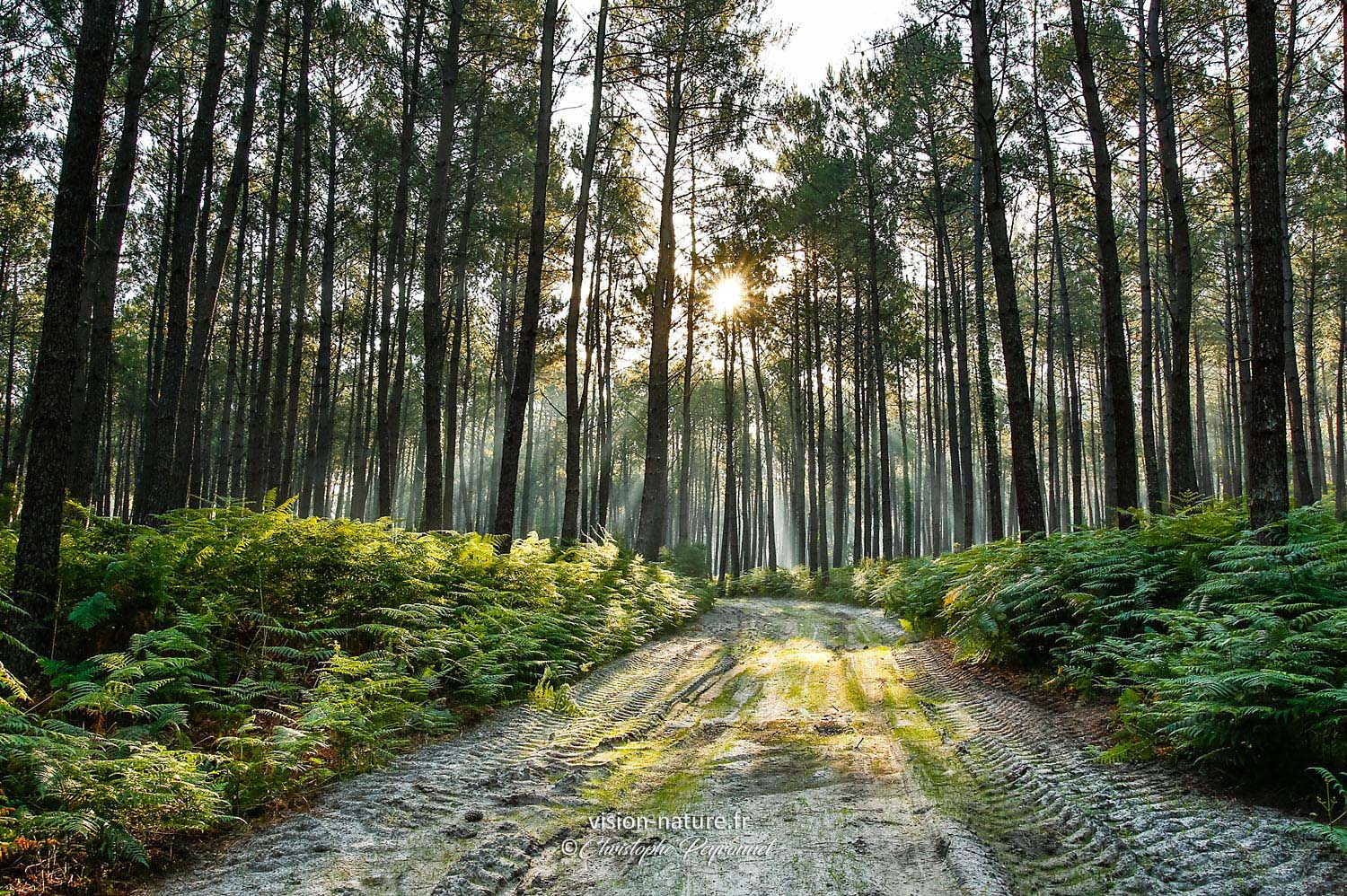 Paysages des Landes : Forêt landaise